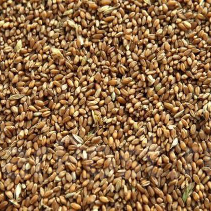 Пшеница бункерная