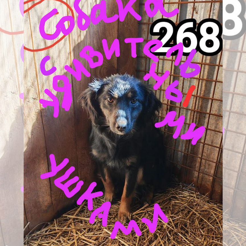 Взрослая собака в добрые руки