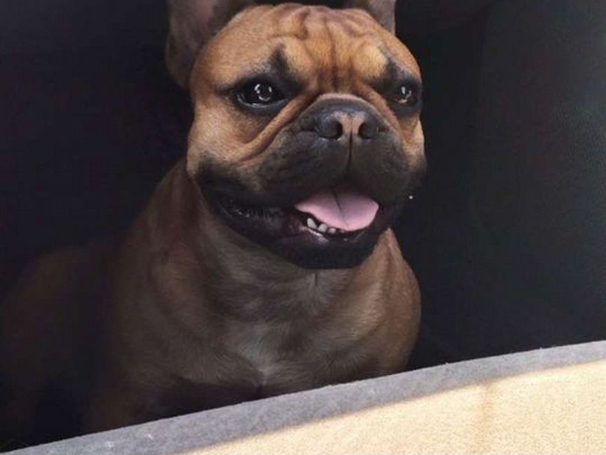 Французский бульдог кабель вязка