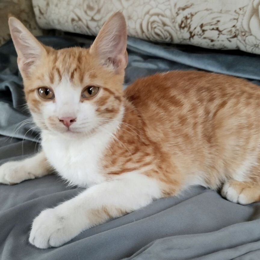 Котенок ищет дом