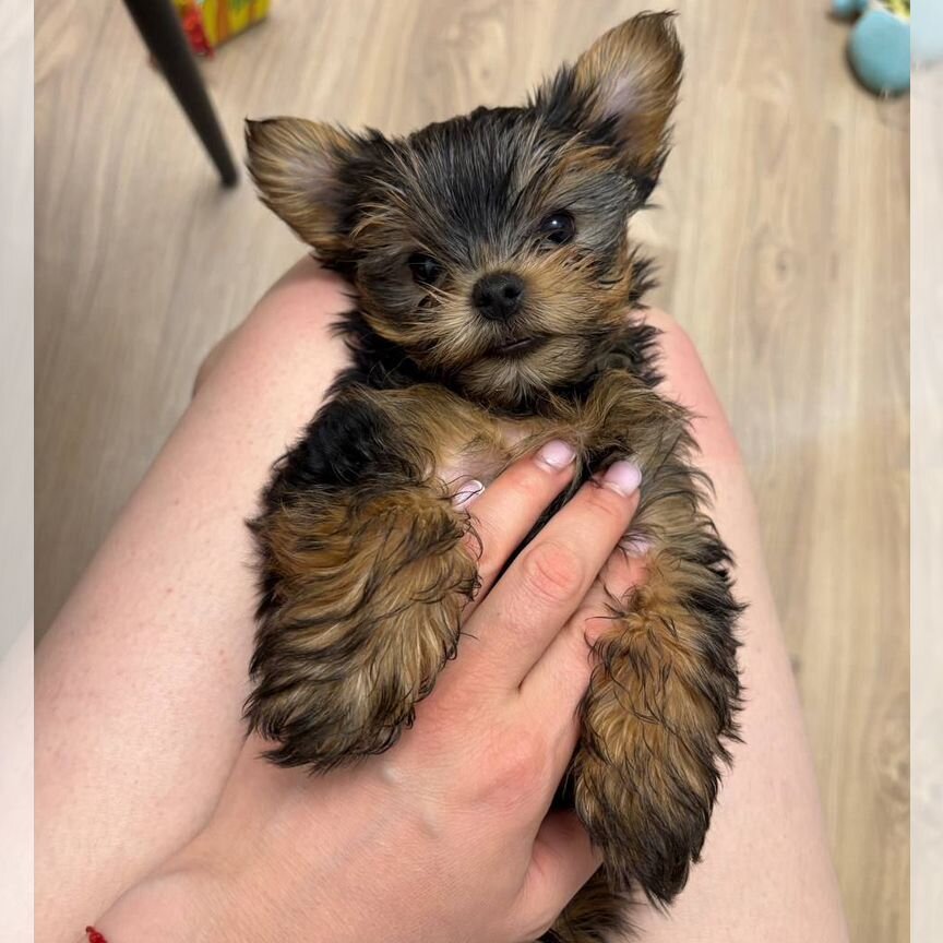 Йоркширский терьер, щенок