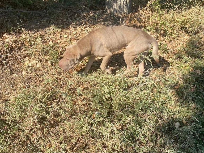 Отдаем в добрые руки