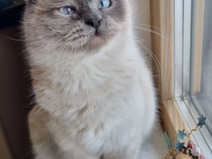 Кошка тайская в дар