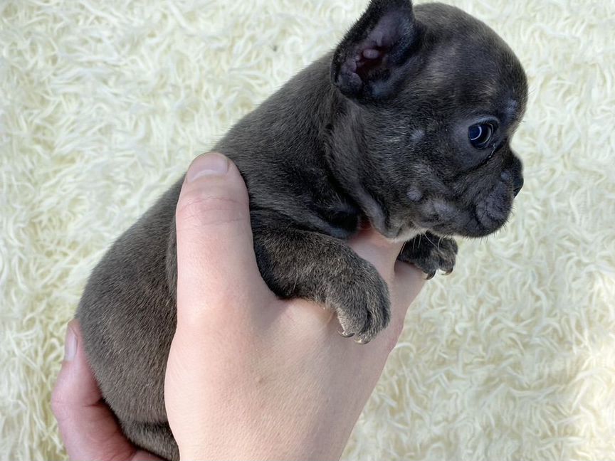 Французский бульдог голубо-тигровая девочка