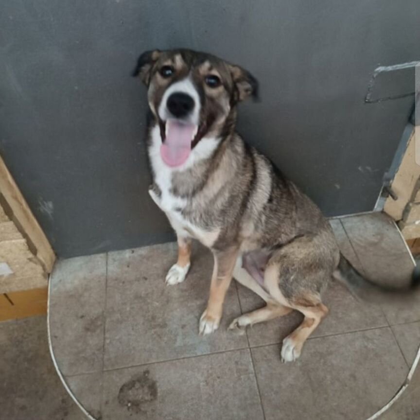 Щенулька подросток ищет дом