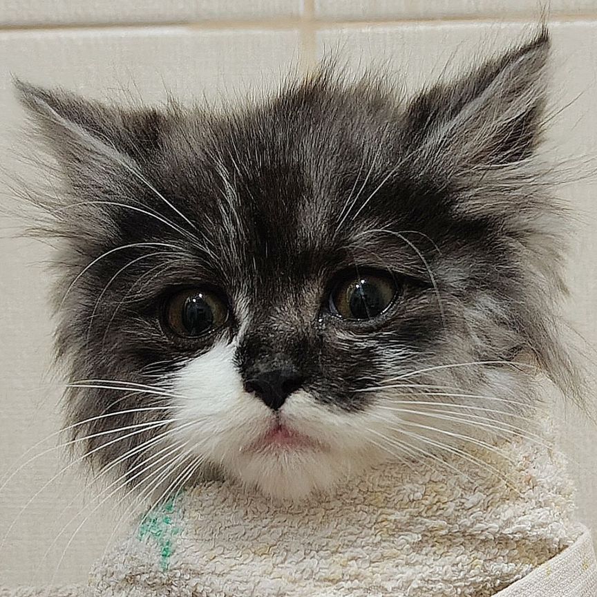 Норвежский лесной котёнок