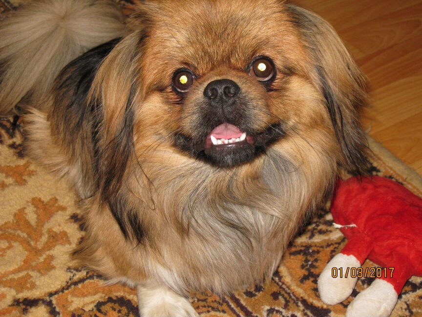 Ищем невесту.вязка