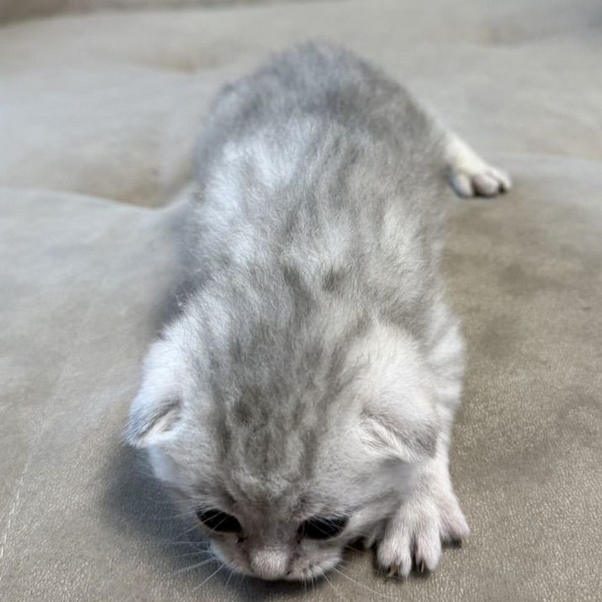 Шотландский вислоухий короткошёрстный котёнок