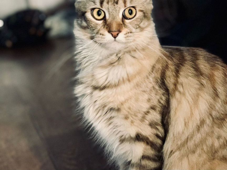 Кошки майкун