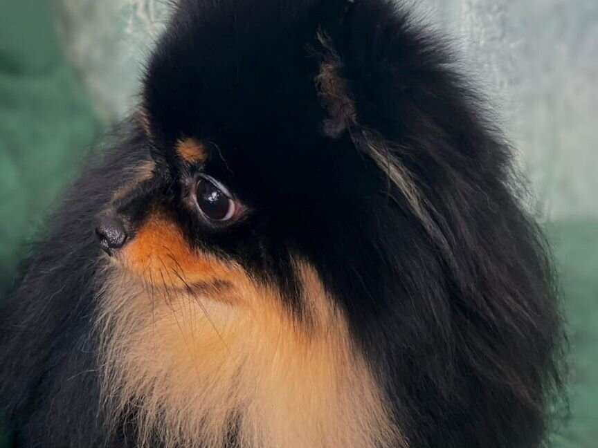 Померанский шпиц Вязка