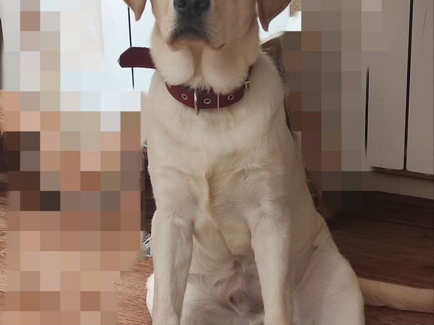 Щенок лабрадора