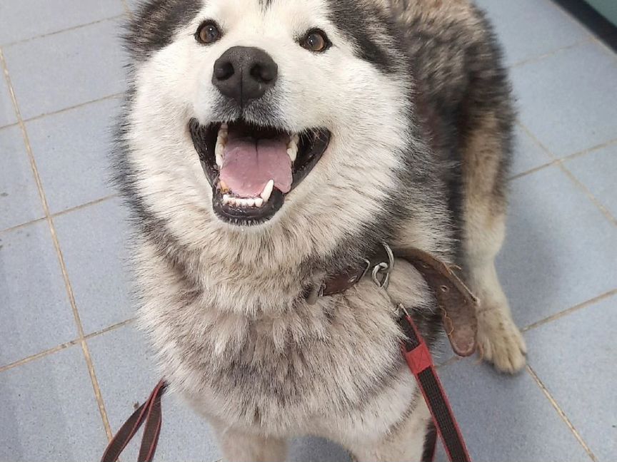 В добрые руки