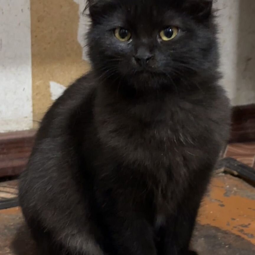 Котята отдам в добрые руки бесплатно