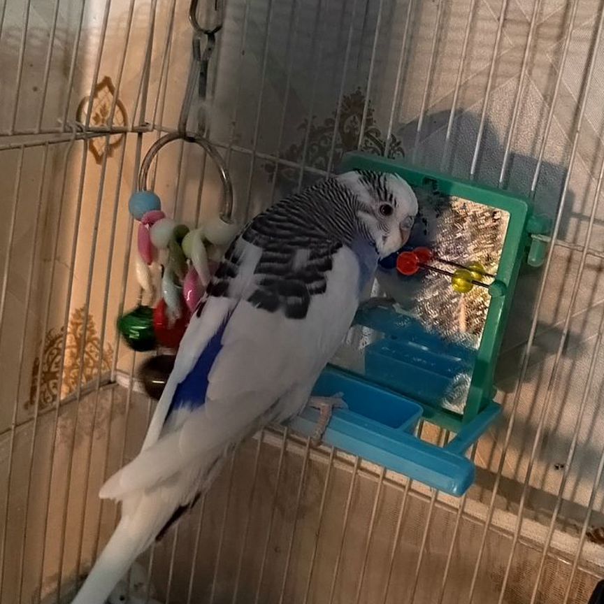 Говорящий попугай