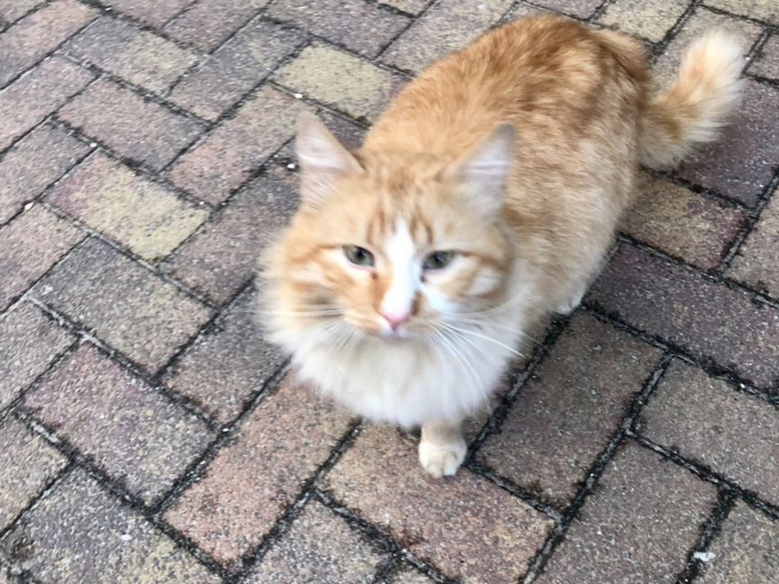 Найден рыжий кот