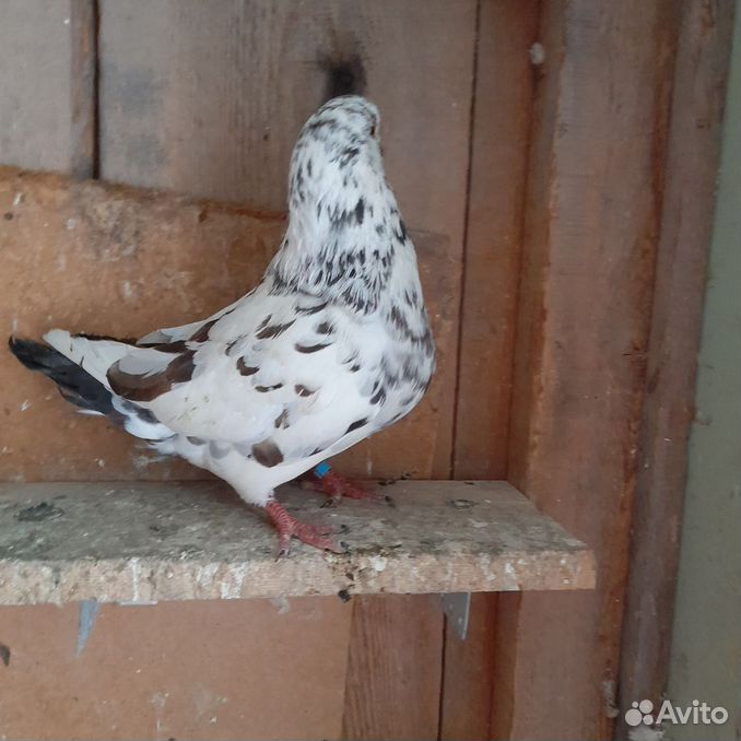 Голуби кинги