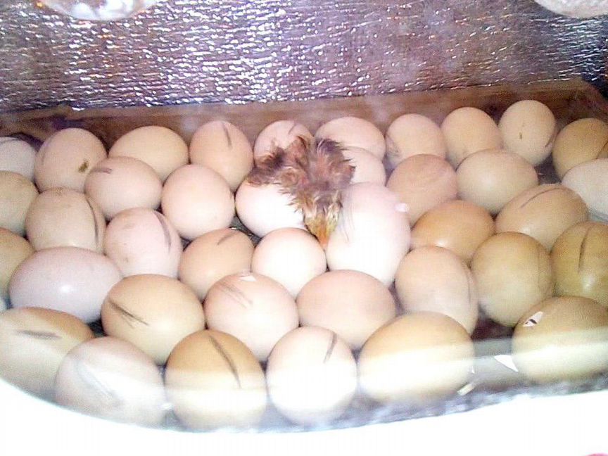 Яйца для инкубатора