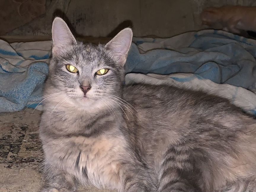 Сибирская красотка с обалденным хвостом