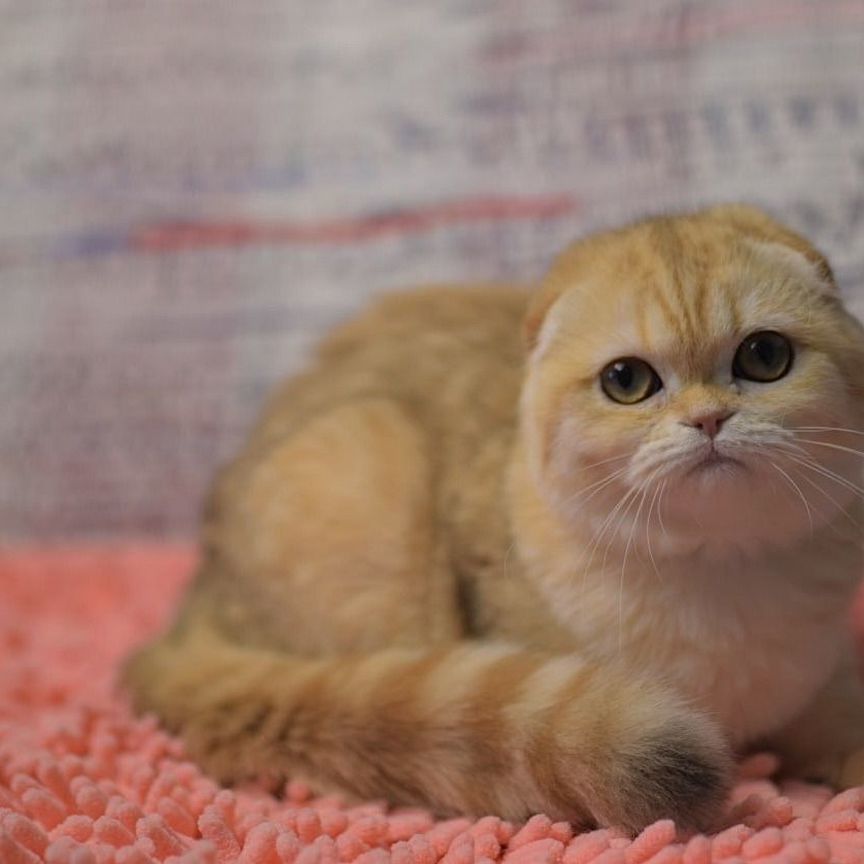 Девочка Шотландская Скоттиш фолд