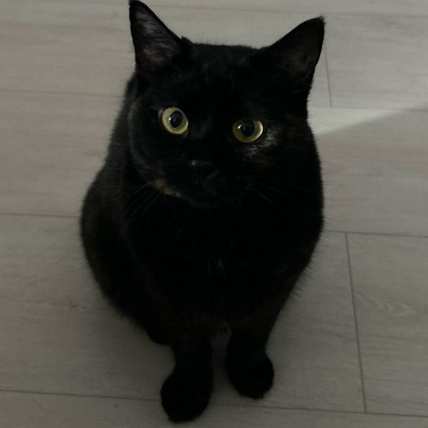 Взрослая, кошка в добрые руки