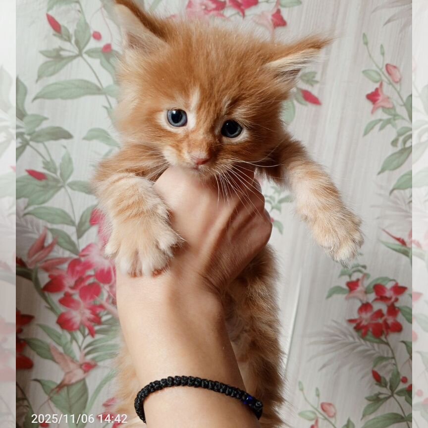 Мейн-кун котёнок