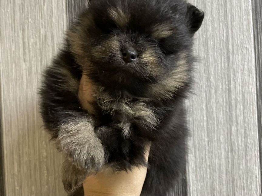 Щенки Померанского шпица