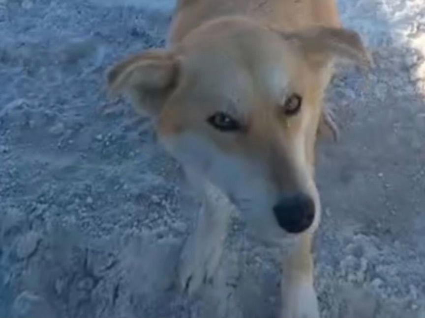 Собака коротколапка