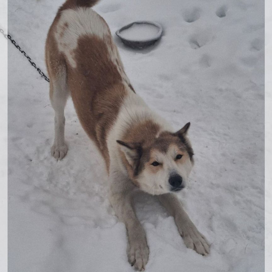 Западносибирская лайка, взрослая собака