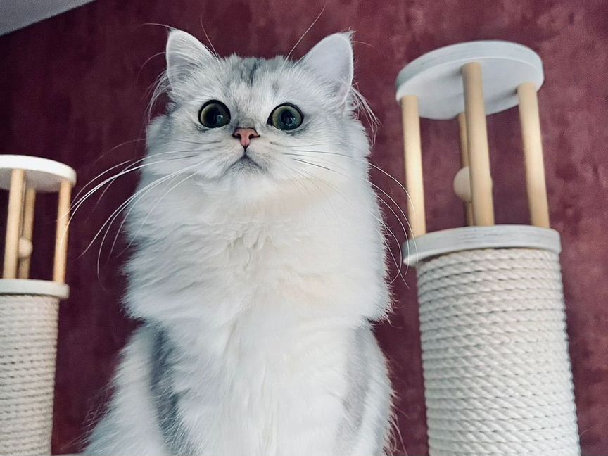 Белый британский котенок
