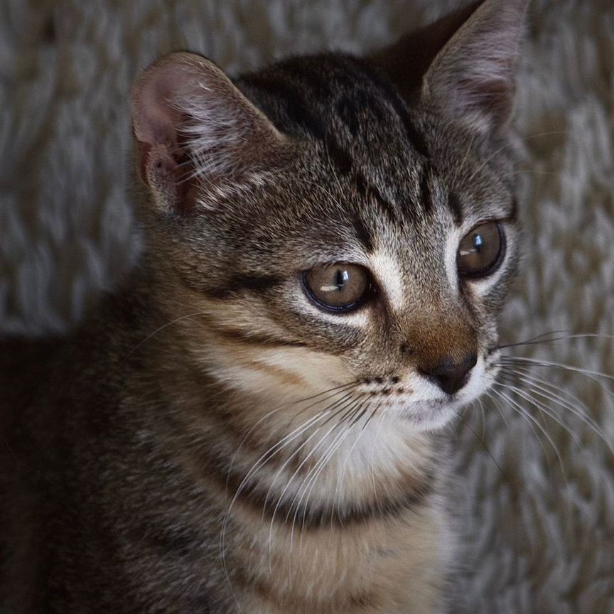 Котёнок Виски в добрые ручки