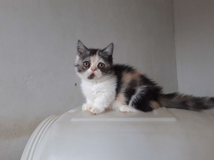 Кошечка мини лапки калико манчкин минуэт