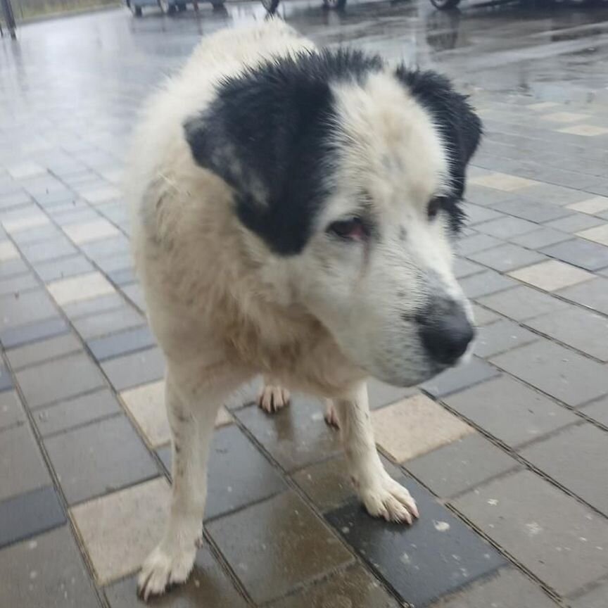 Взрослый пёс в добрые руки