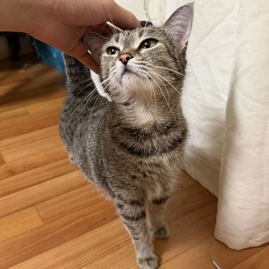 Взрослая, кошка в добрые руки