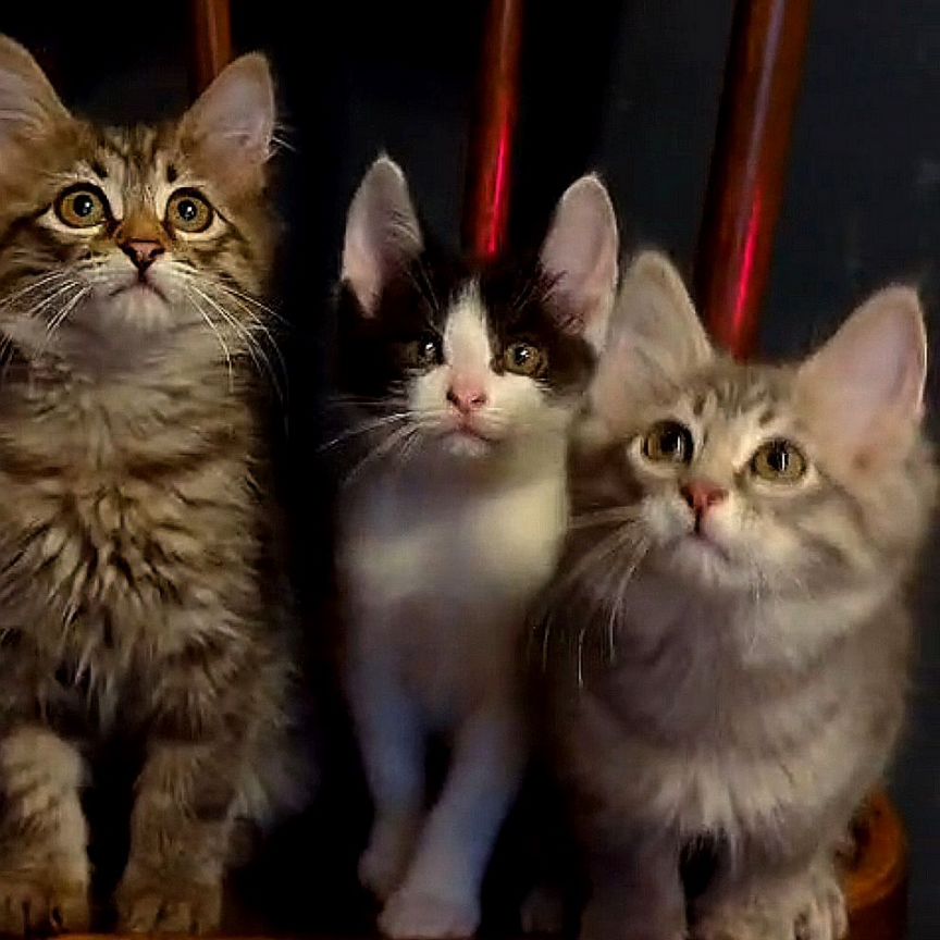 Кошка в дар бесплатно