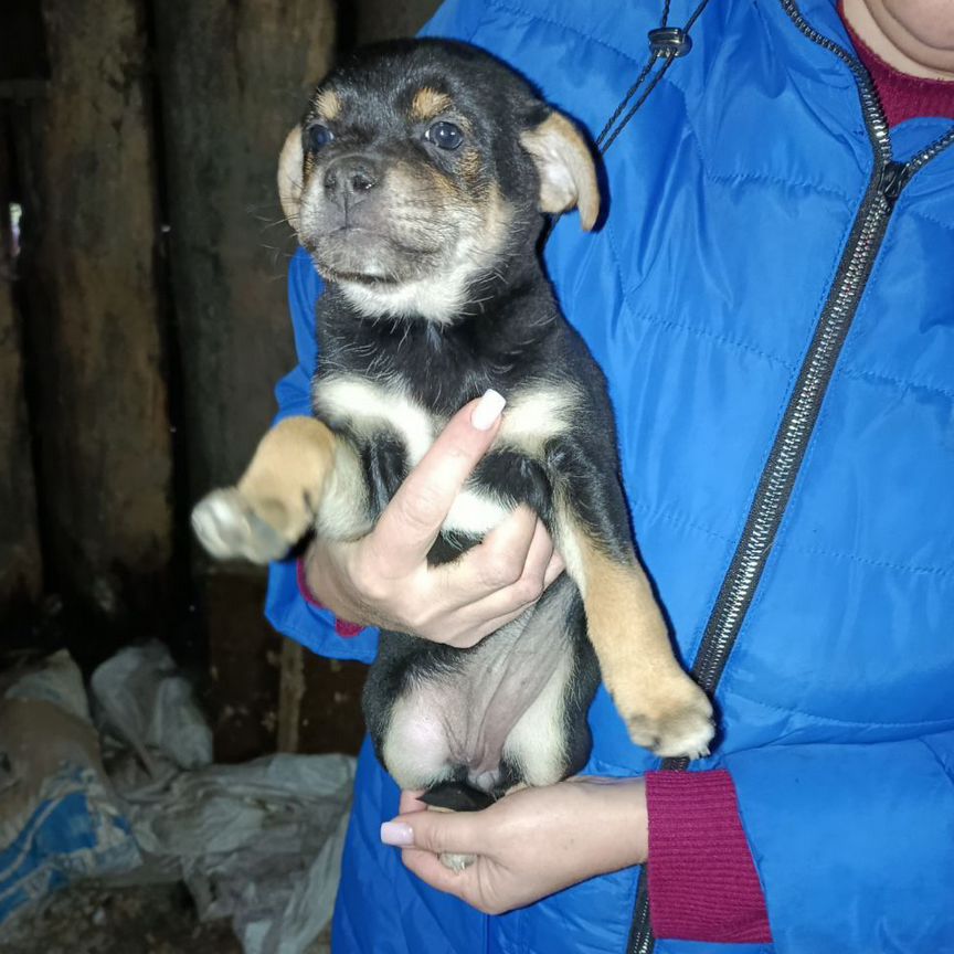 Щенок в добрые руки