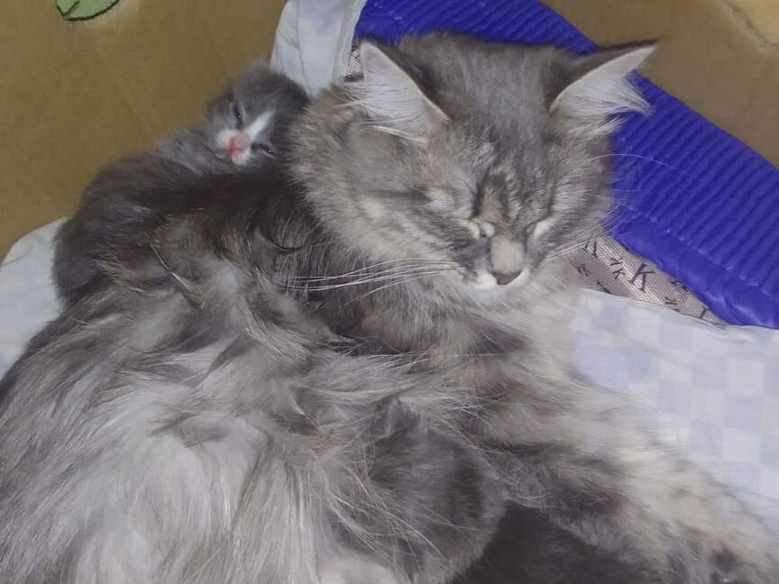 Кошка