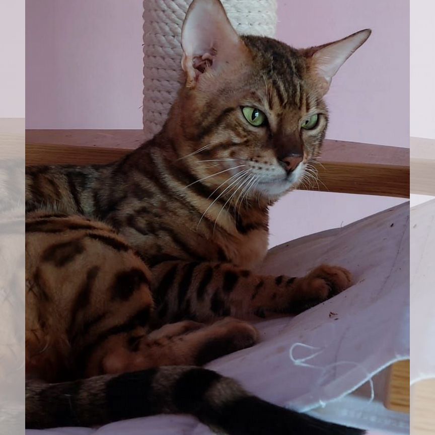 Питомник бенгальских кошек