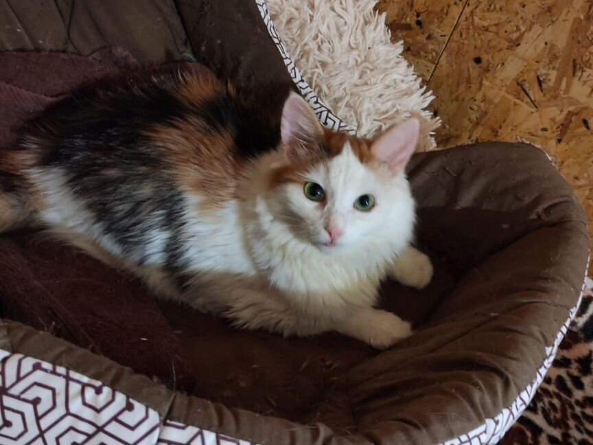 Трехцветная кошка в добрые руки