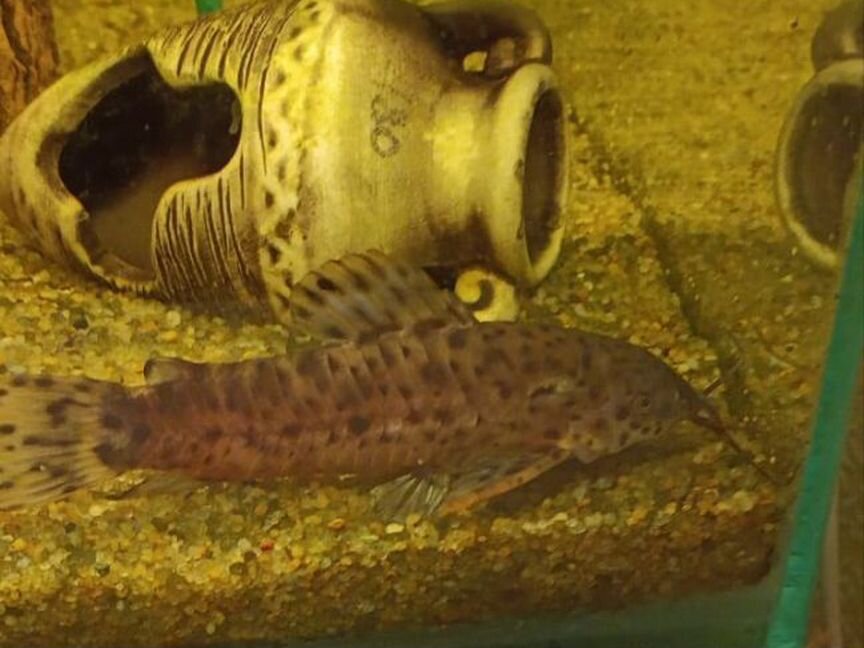 Сом Таракатум