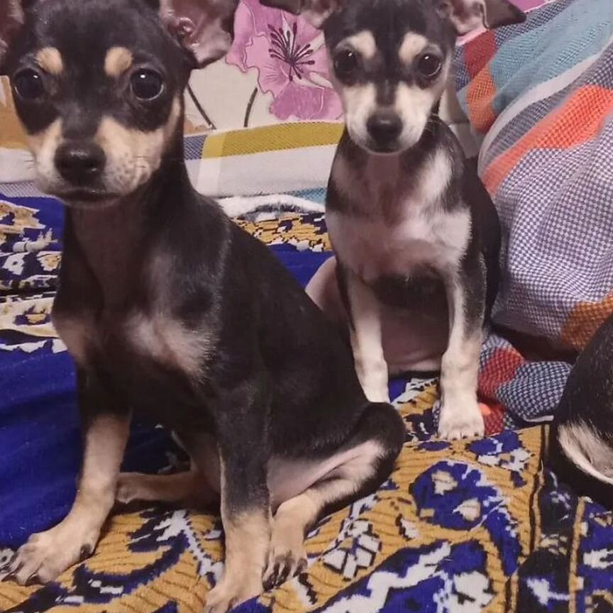 Русский той-терьер, щенок