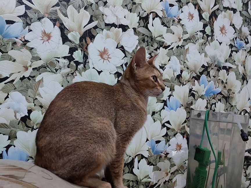 Котенок от абиссинки