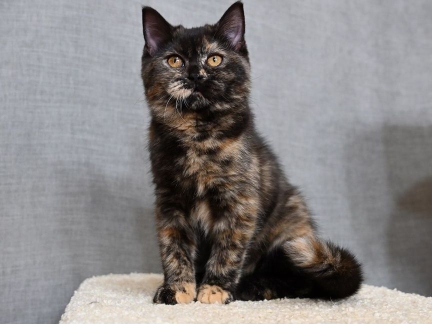Черный с рыжим Британский котенок девочка