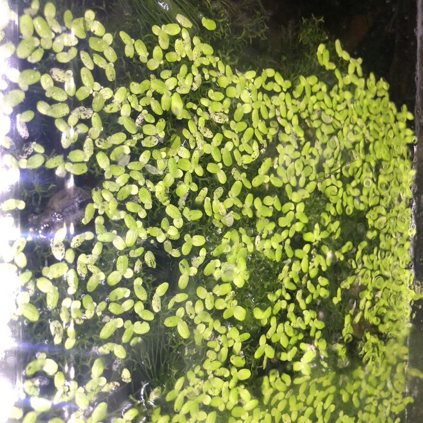 Ряска бесплатно