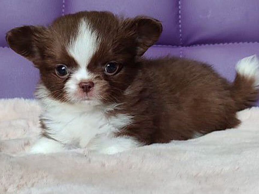 Чихуахуа мини шоколадочка