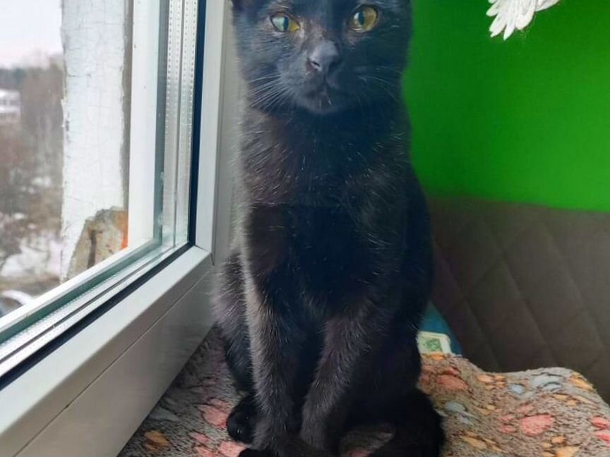 Котенок чёрный в дар.Олюшка.Только заботливая мама