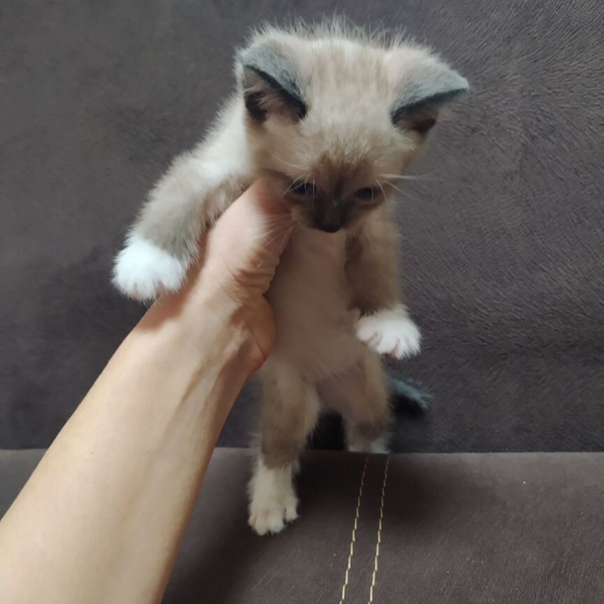 Котята в добрые руки 1 месяц