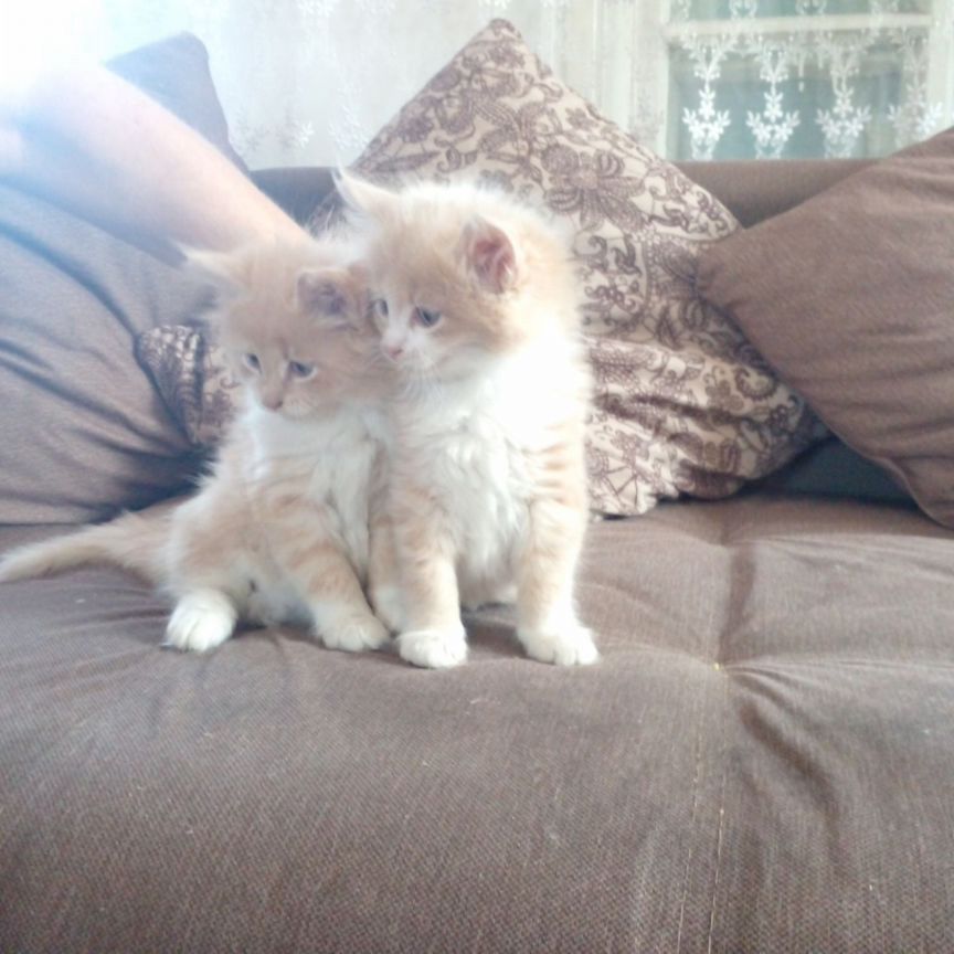 Котята
