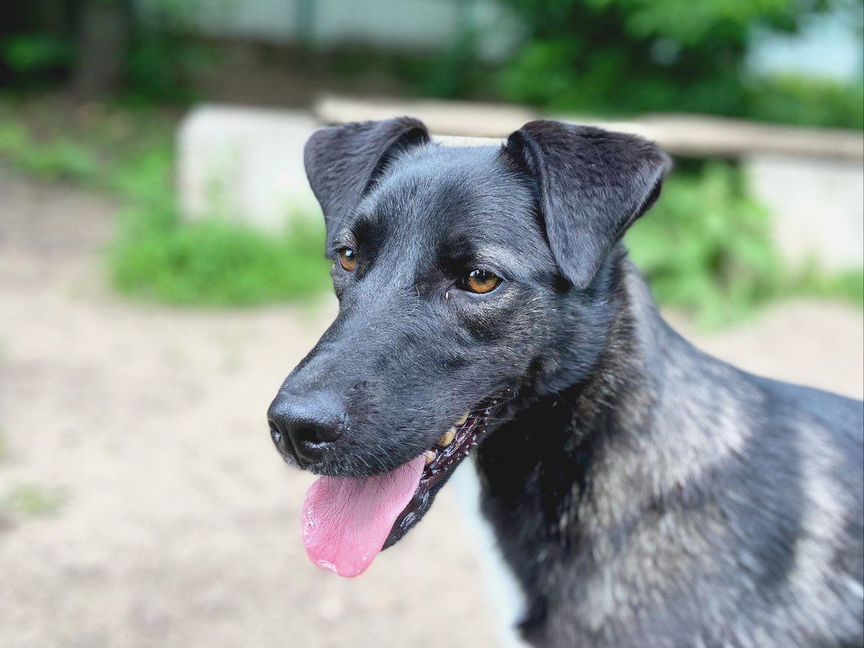 Собака Ева, сама добрата и нежность