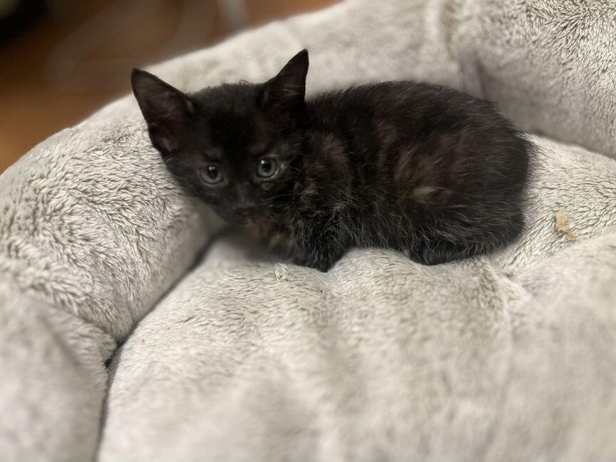 Отдадим малышку в добрые руки