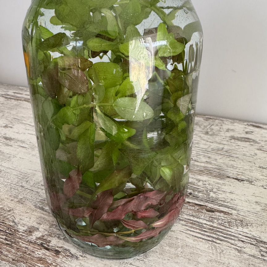 Водоросли для аквариума